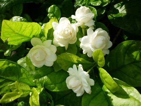 ดอกไม้และสัญลักษณ์วันแม่