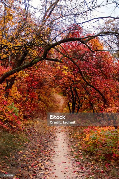 가을 나무를 통해 서 길을 관목에 빨간색과 노란색 나뭇잎가을 공원입니다 0명에 대한 스톡 사진 및 기타 이미지 0명 11월