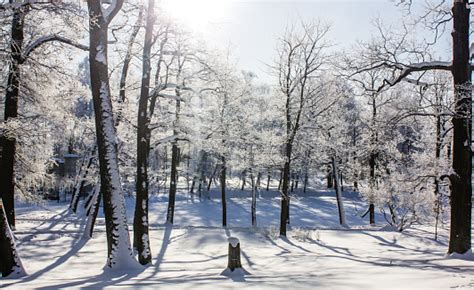 공원에서 아침 겨울 서리가 내린 풍경입니다 겨울 풍경입니다 가혹한 서 리 눈 덮인 나무 맑은 날씨입니다 아름 다운 겨울 계절 배경입니다 0명에 대한 스톡 사진 및 기타