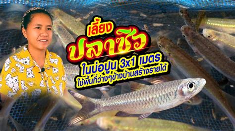เลี้ยงปลาซิวในบ่อปูนขนา 3x1 เมตร ใช้พื้นที่ว่างๆข้างบ้านสร้างรายได้ Youtube