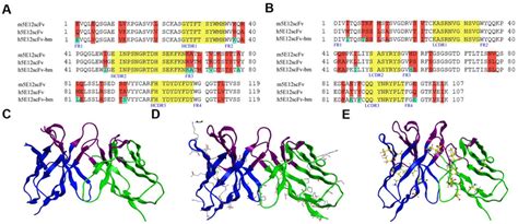 Humanization Of M5e12scfv A B Sequence Alignment Of The Vh A And Download Scientific