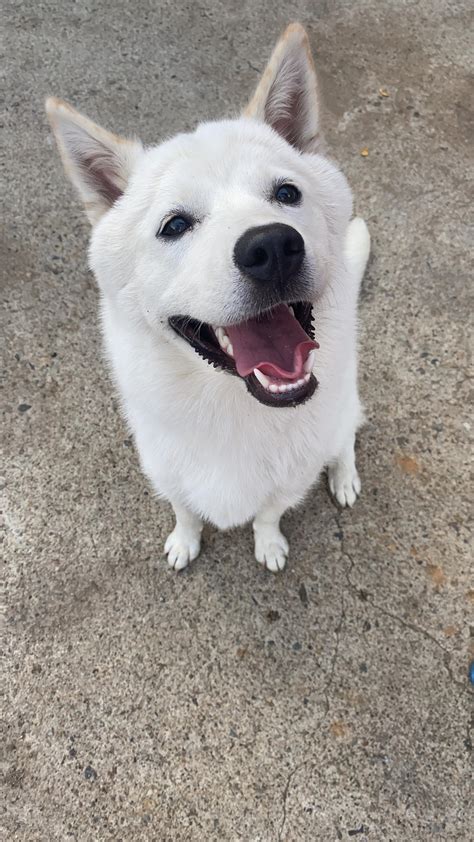 진도믹스 복순이 강아지 책임무료분양 아이조아 유기방지입양 파양 강아지보호소 고양이보호소 무료분양센터