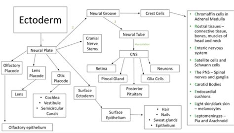 embryology neural tube onwards flashcards quizlet