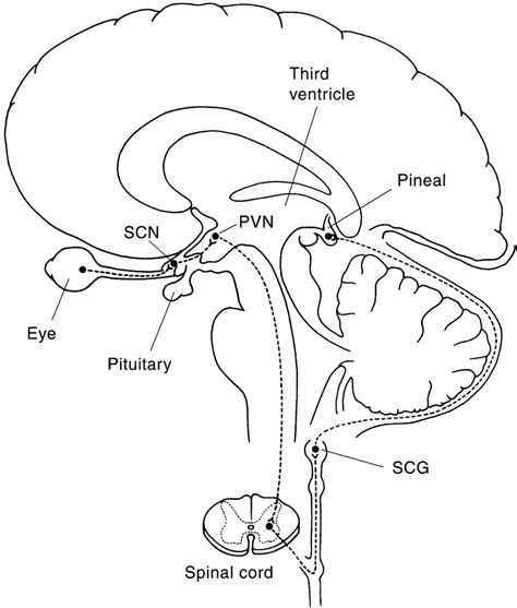 Diagram Of The Human Brain Midsagittal Section Showing The Neural Download Scientific Diagram