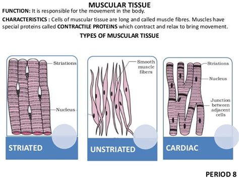 Tissues Class 9 Ppt