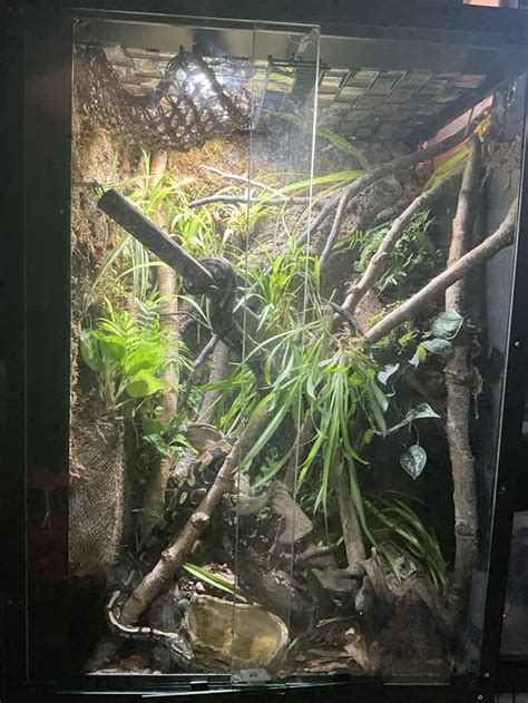 “ball Pythons Cant Climb” They Say— Rballpython