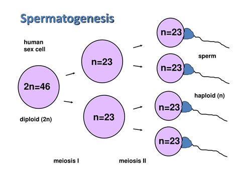 Ppt Meiosis Powerpoint Presentation Free Download Id 2084282