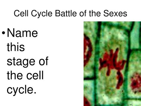 PPT Cell Cycle Battle Of The Sexes PowerPoint Presentation Free Download ID 6750282