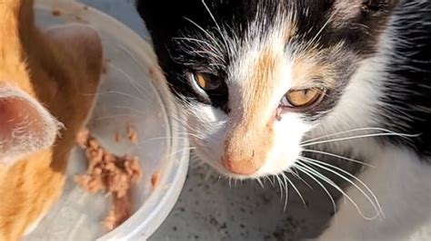 아깽이에게 그만 손을 대고 말았다 Youtube