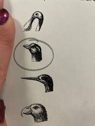 Natural Selection Flashcards Quizlet