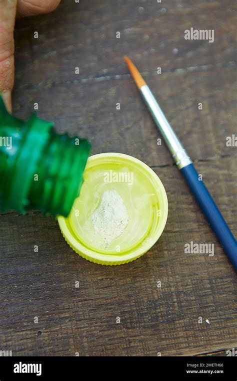 Preparing Wound Sealant For Bonsai Tree Stock Photo Alamy