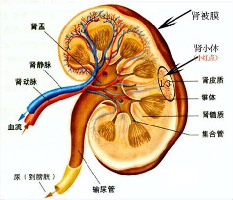 肾小管图册 360百科