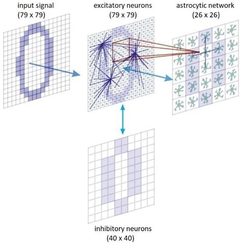 The Structure Of The Neuron Astrocyte Network Model Download