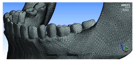 the mandible model s tetrahedral finite element network download