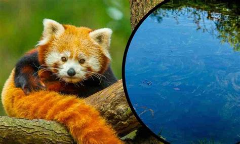 can red pandas swim 5 facts you need to know