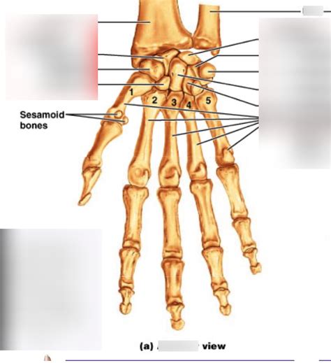 3 Appendicular Skeleton I Diagram Quizlet
