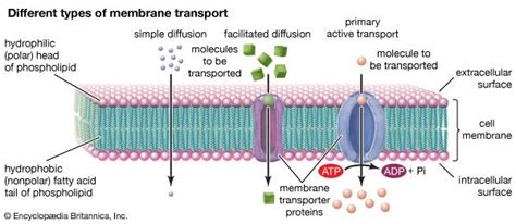 Membrane Definition Structure And Functions Britannica