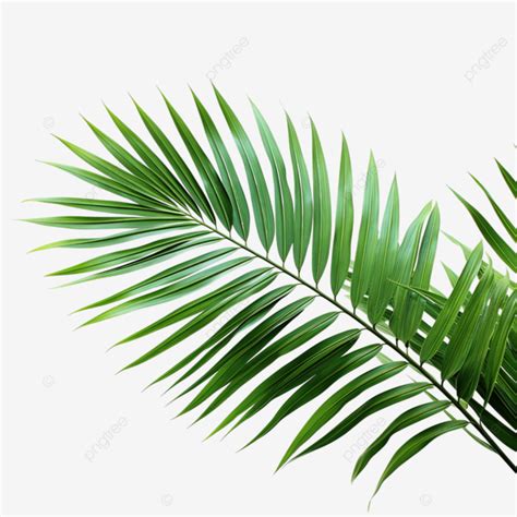 야자수 고립 된 Png 파일의 잎 배경 구장 코코넛 Png 일러스트 및 이미지 에 대한 무료 다운로드 Pngtree