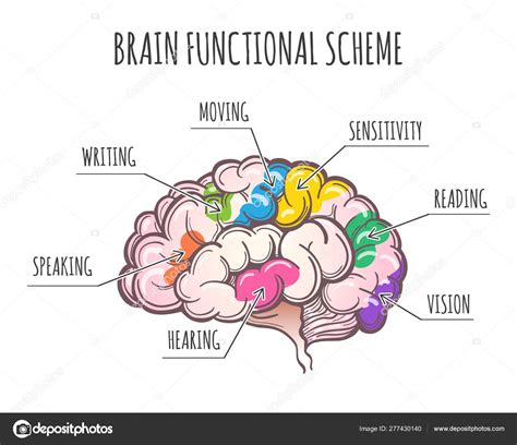 Brain Functional Areas Chart Understanding Context A Look At The Brain Visual Ly Brain Diagram