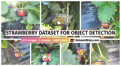 Strawberry Dataset For Object Detection Dataset Ninja
