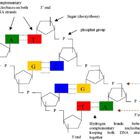Schematic Representation Of The Dna Molecule Here Only A 4