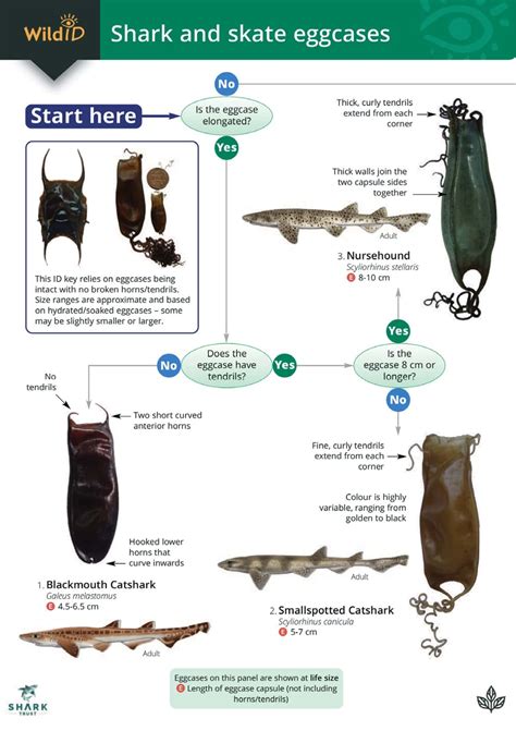 Great White Shark Egg Case Shark Egg Cases A Peek Into Shark Nursery