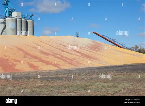 Grain Pile Overflow Stock Photo Alamy