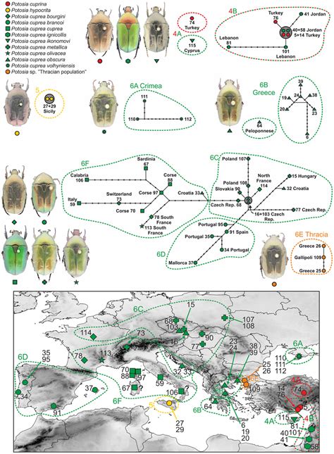 Detailed Structure Of Statistical Parsimony Networks Compute In Tcs