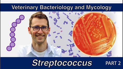 Streptococcus Part 2 Veterinary Bacteriology And Mycology Youtube