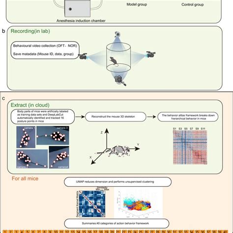 collecting mouse multi scale data with a 3d multi view motion capture