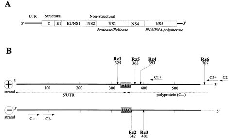 Hcv Genome And Cleavage Sites A An Rna Map Of The Complete 94 Kb