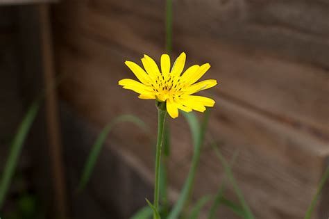 Льнянка обыкновенная - подробная информация с фотографиями