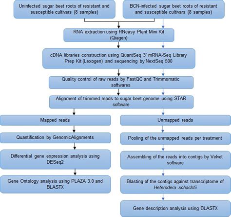 Overview Of The Mrna Seq Analysis Pipeline Download Scientific Diagram