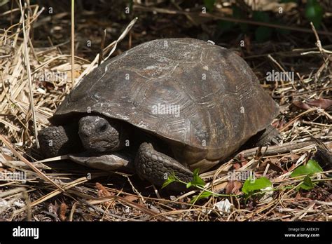 Gopher Tortoise Gopherus From Honeymoon Island State Park Florida Stock Photo Alamy