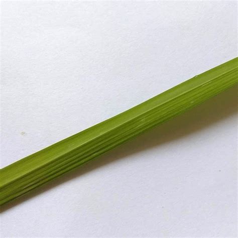 Rice Disease Detection Object Detection Model By Rice Disease Detection