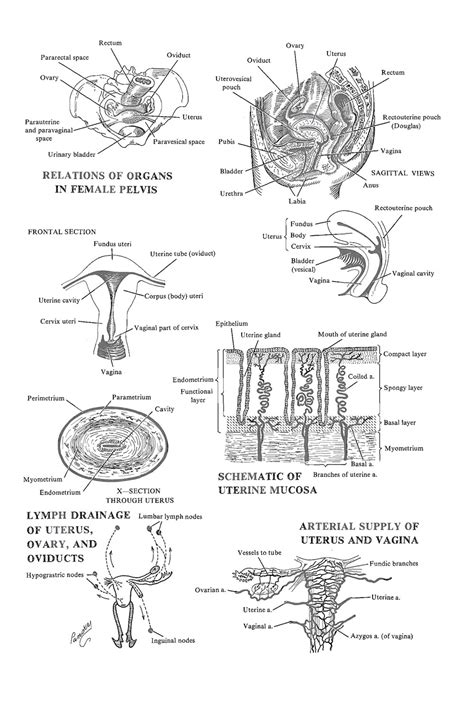Myometrium Layers