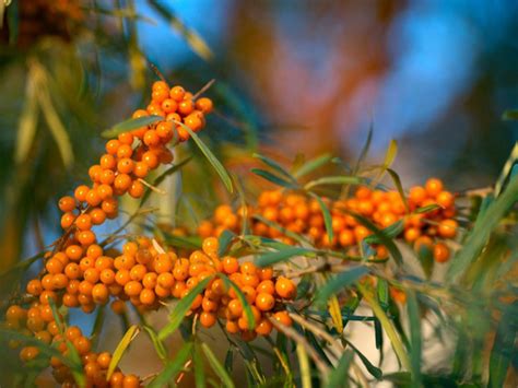 Олон улсын газар зүйн заалтад Увсын чацарганыг бүртгэжээ Isee Mn