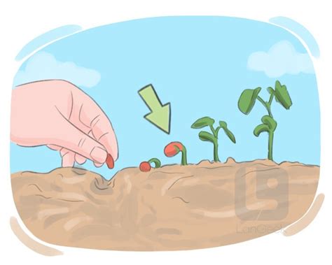 Definition Meaning Of Seedling LanGeek