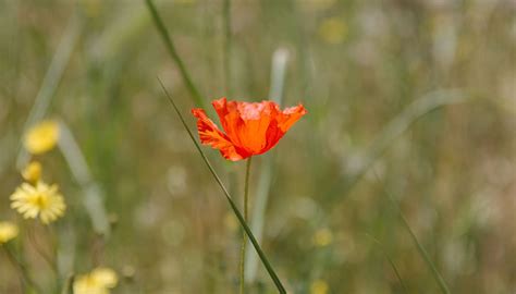 How Does A Dissolve Differ From A Fade Boris Fx