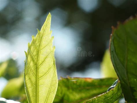 Leaf Grain And The Bokeh Stock Image Image Of Life 111340443