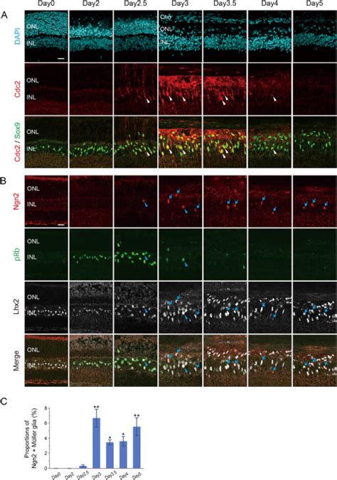 Cell Cycle Dependent Activation Of Proneural Transcription Factor Expression And Reactive