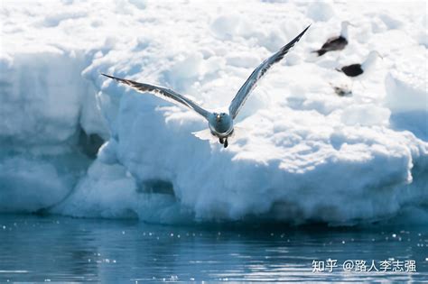 南极自由行攻略6：南极旅行什么时间去最好？ 知乎