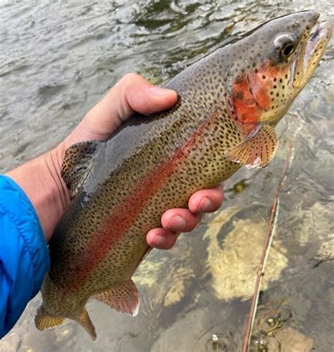 Rainbow Trout Vs Steelhead What Is The Difference