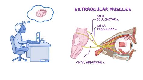 Anatomy Of The Oculomotor Cn Iii Trochlear Cn Iv And 59 Off
