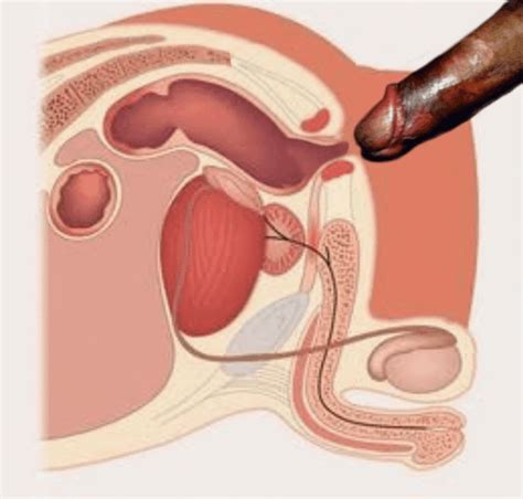 anatomy of abbc entering sissy pussy with muthusex