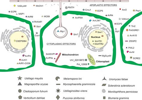 Fungal Effectors In Biotrophic Necrotrophic And Hemibiotrophic