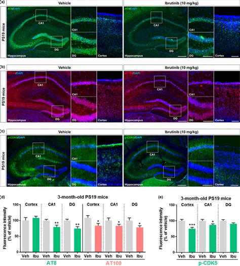 Ibrutinib Reduces Tau Phosphorylation And Tau Kinase P‐cdk5 Level In Download Scientific