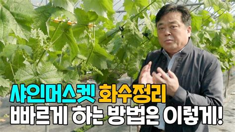 샤인머스켓 화수정리 하는방법 부초를 활용하세요 Youtube