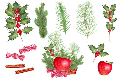 호랑가시나무 가지 빨간 사과 딸기 소나무 계피와 캐러멜 캔디를 곁들인 가문비나무가 있는 크리스마스 컬렉션 새해를 위한 축제 구성수채화 그림입니다 수채화에 대한 스톡 벡터