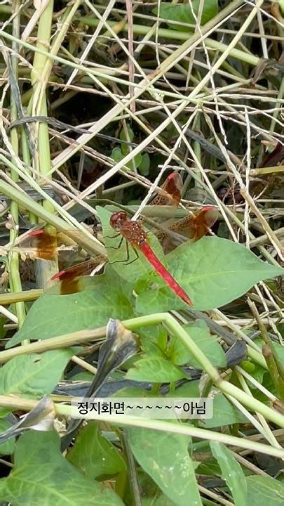 정지화면 아님 발효중 Youtube